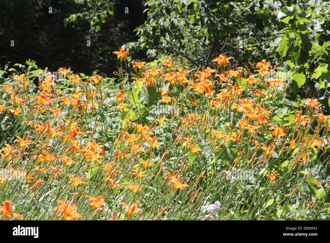 Beautiful road beside red hi-res stock photography and images - Alamy