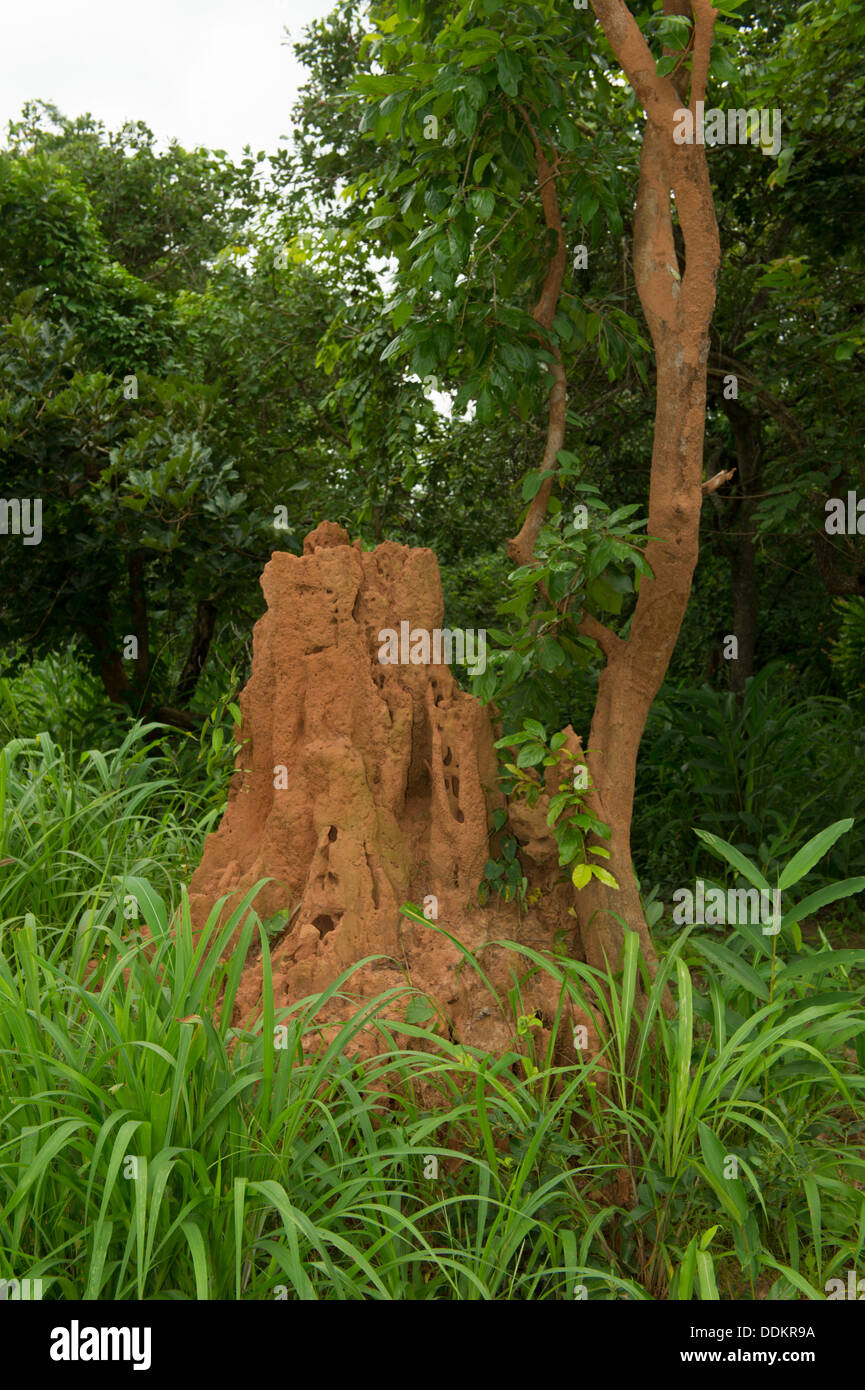 Termite in a meadow, Nigeria Stock Photo - Alamy