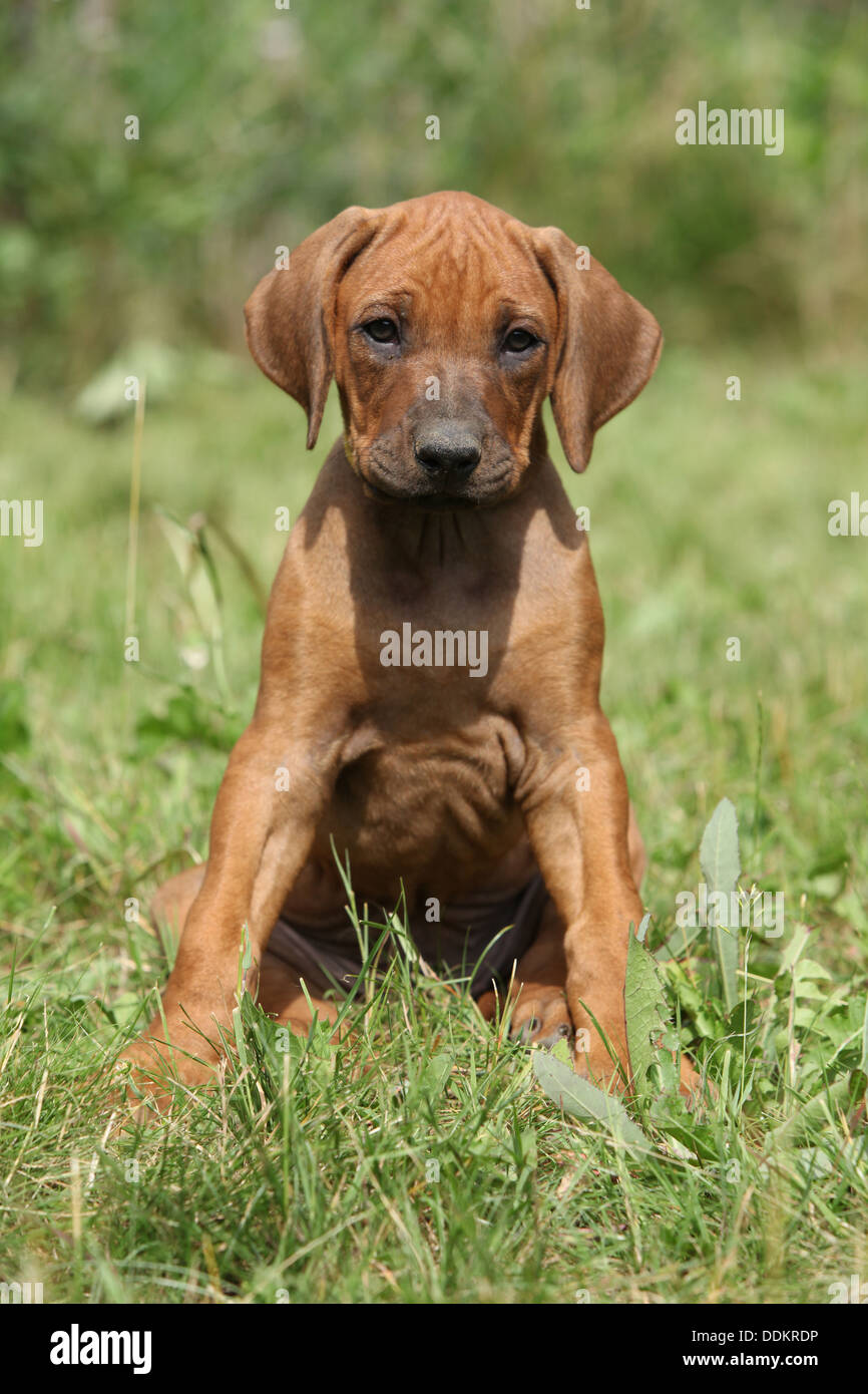 Ridgeback Pitbull Puppies