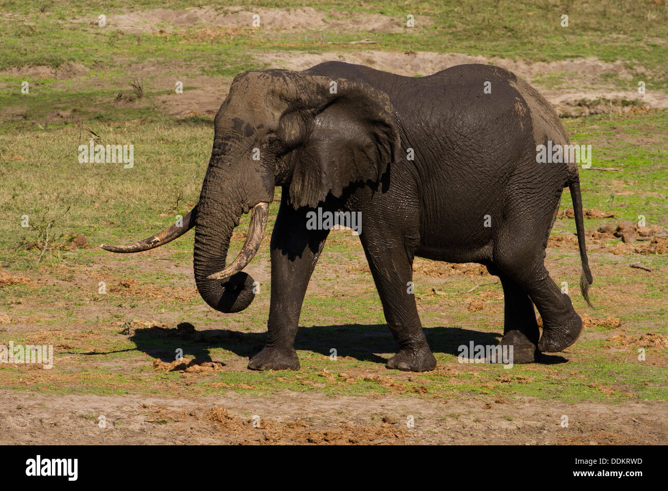 Male african elephant hi-res stock photography and images - Alamy