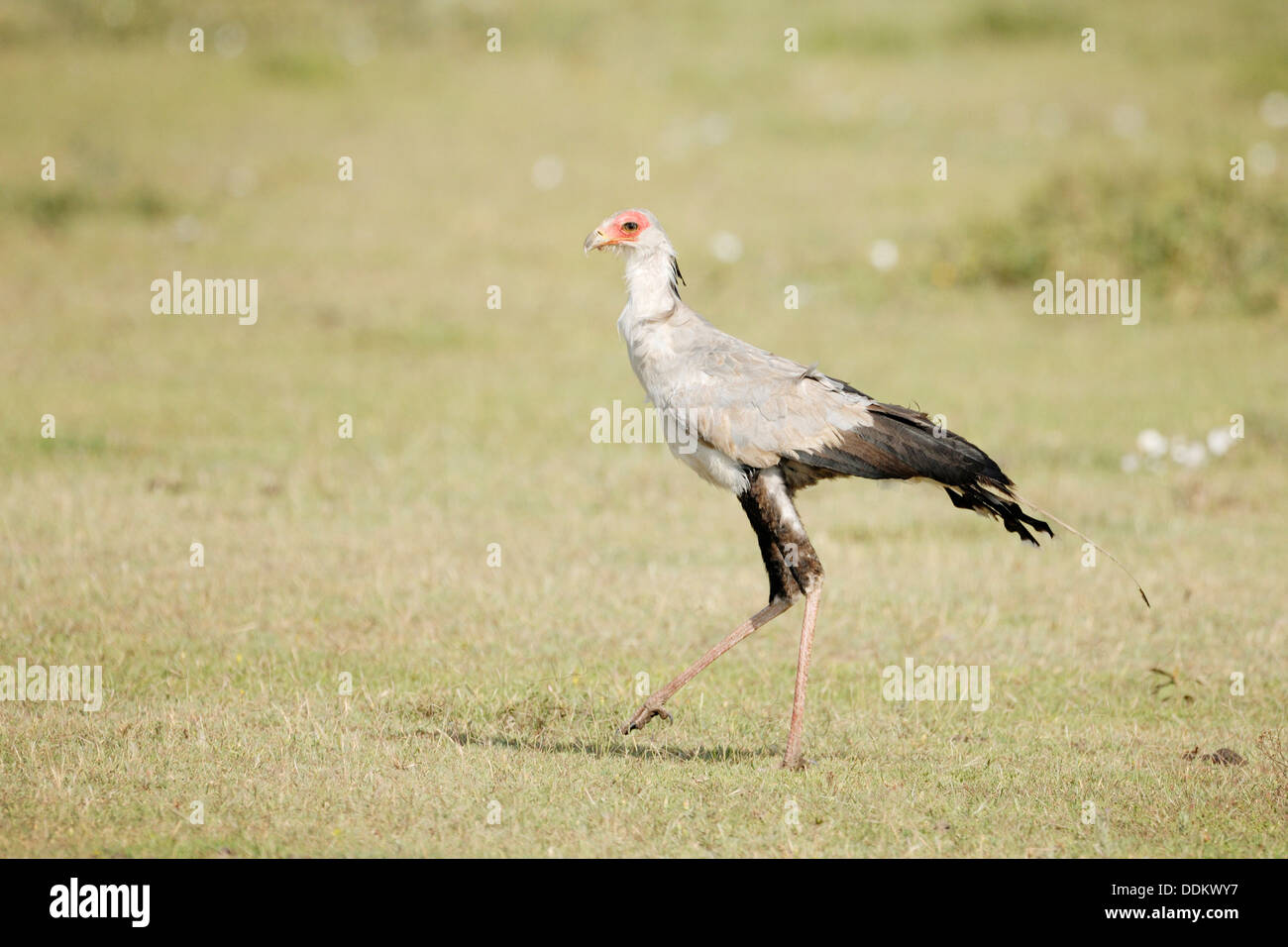 Secretary bird (Saggittariu sserpentarius) walking on savanna ...