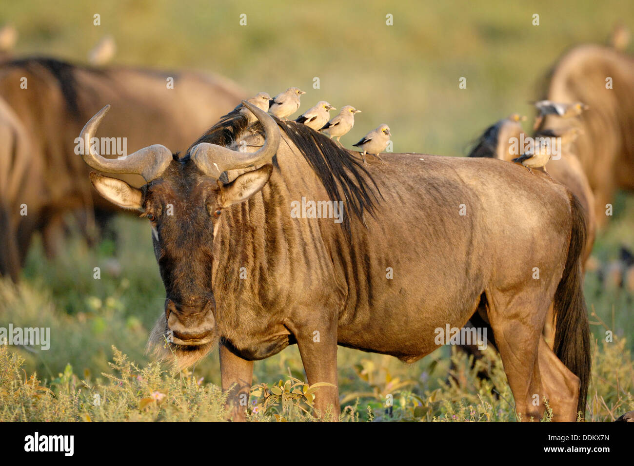 Blue wildebeest migration from hi-res stock photography and images - Alamy