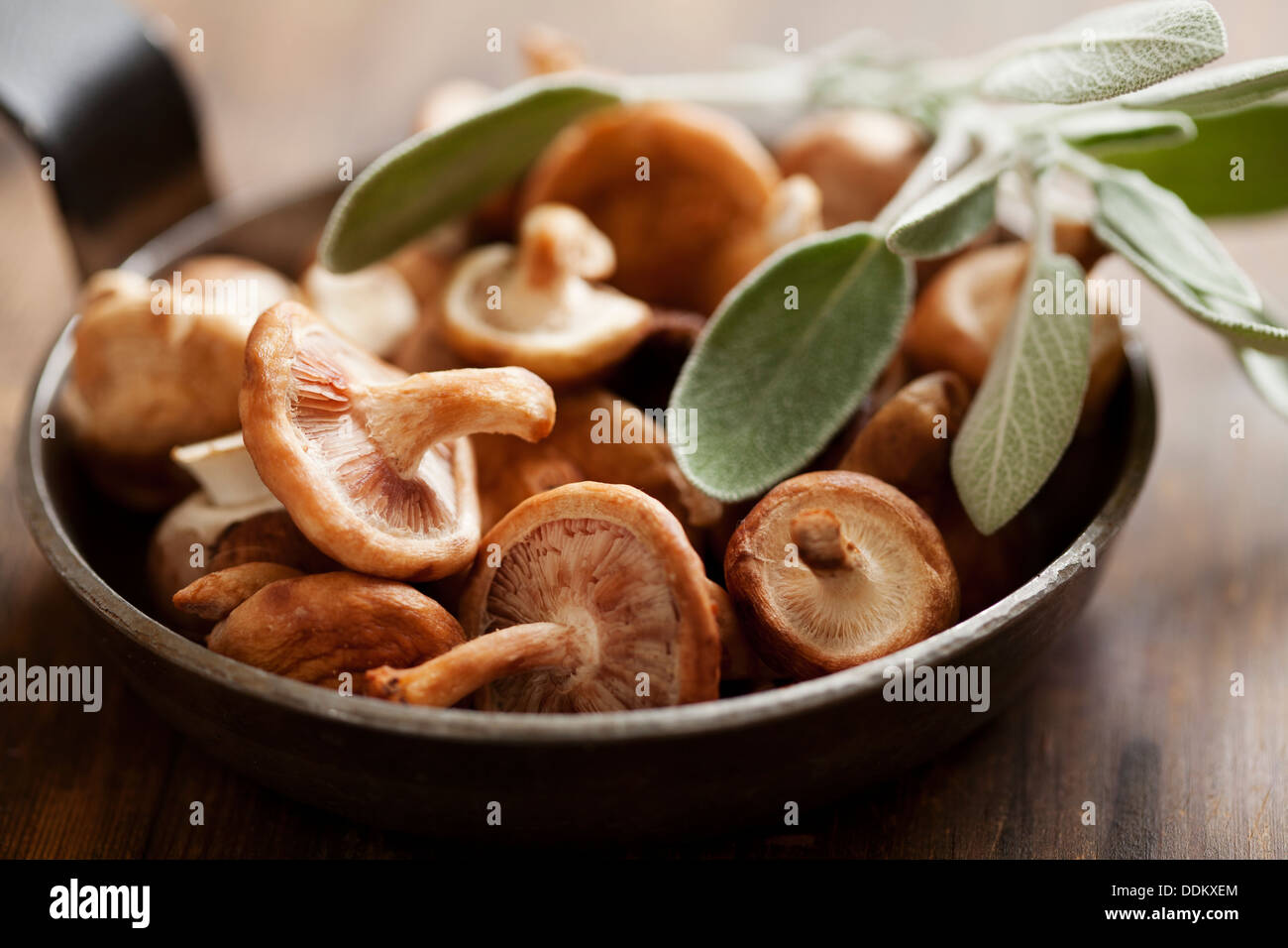 Mushrooms shiitake hi-res stock photography and images - Alamy