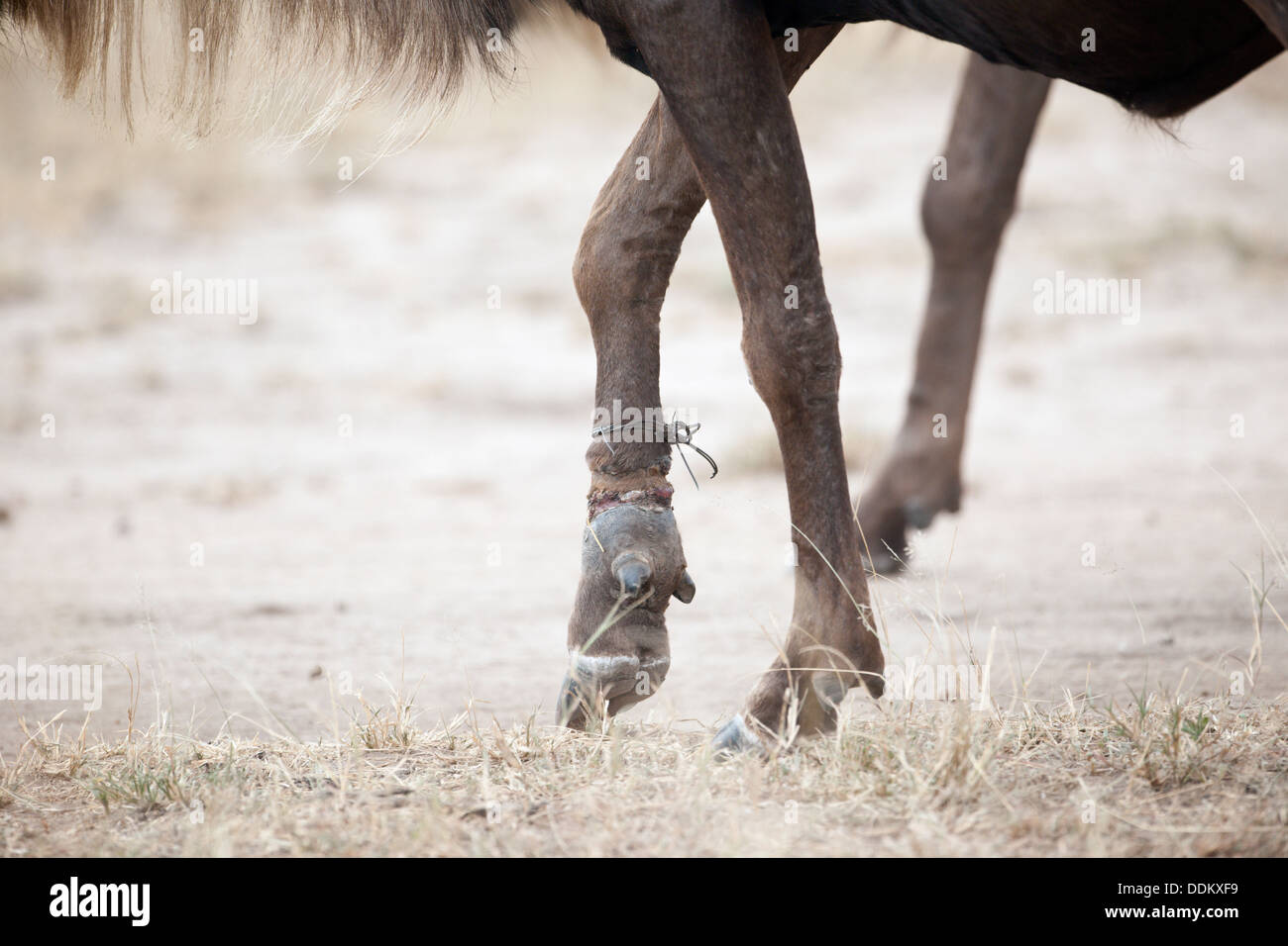 Wildebeest with snare around leg Stock Photo - Alamy
