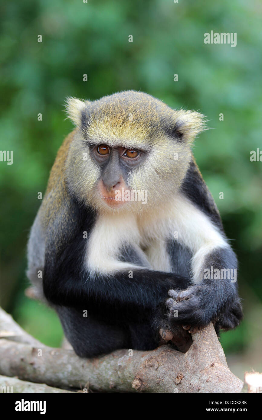 Campbell's Mona Monkey Cercopithecus campbelli Stock Photo - Alamy