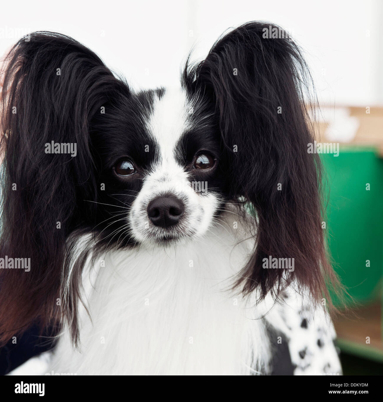 Papillon dog portrait Stock Photo - Alamy