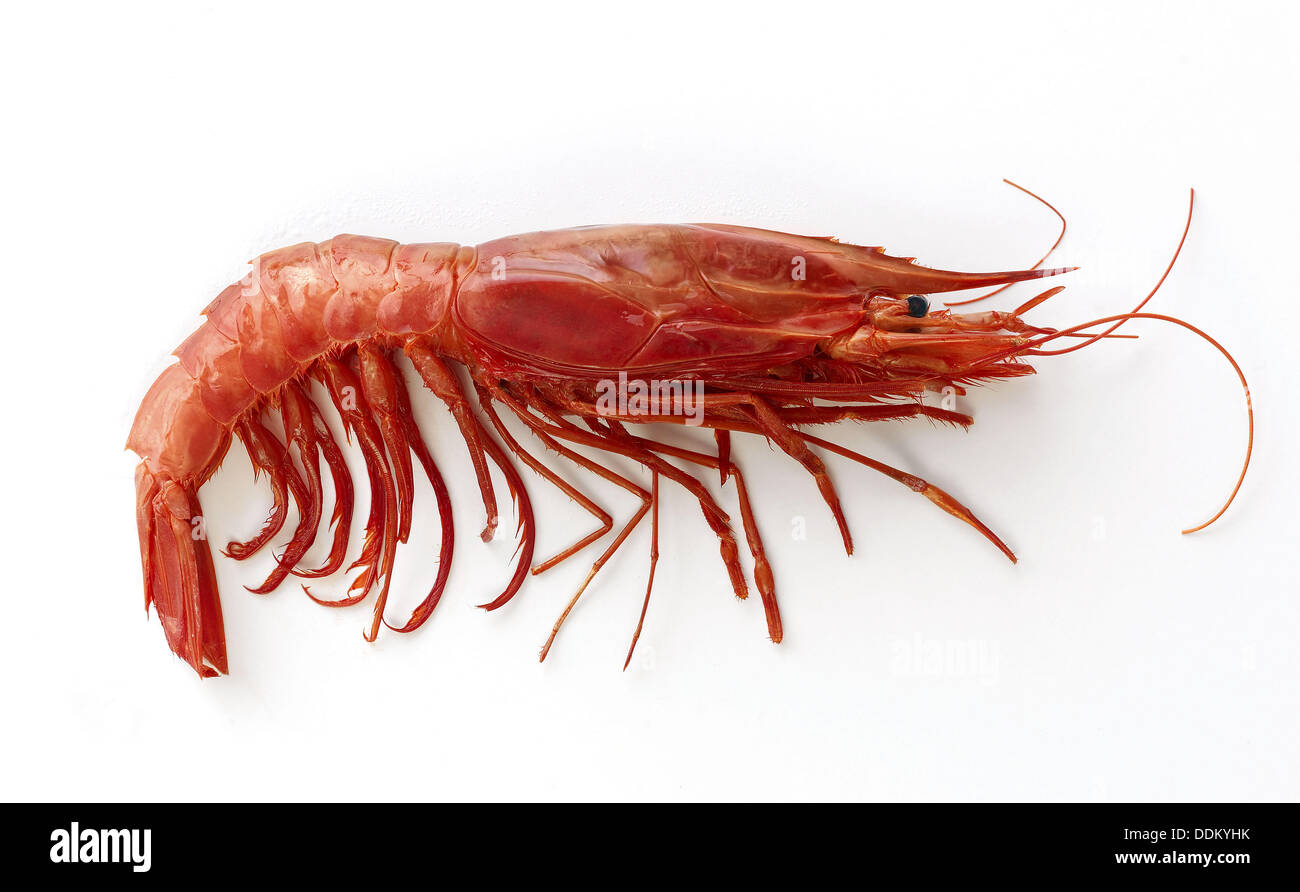 Prawn path hi-res stock photography and images - Alamy