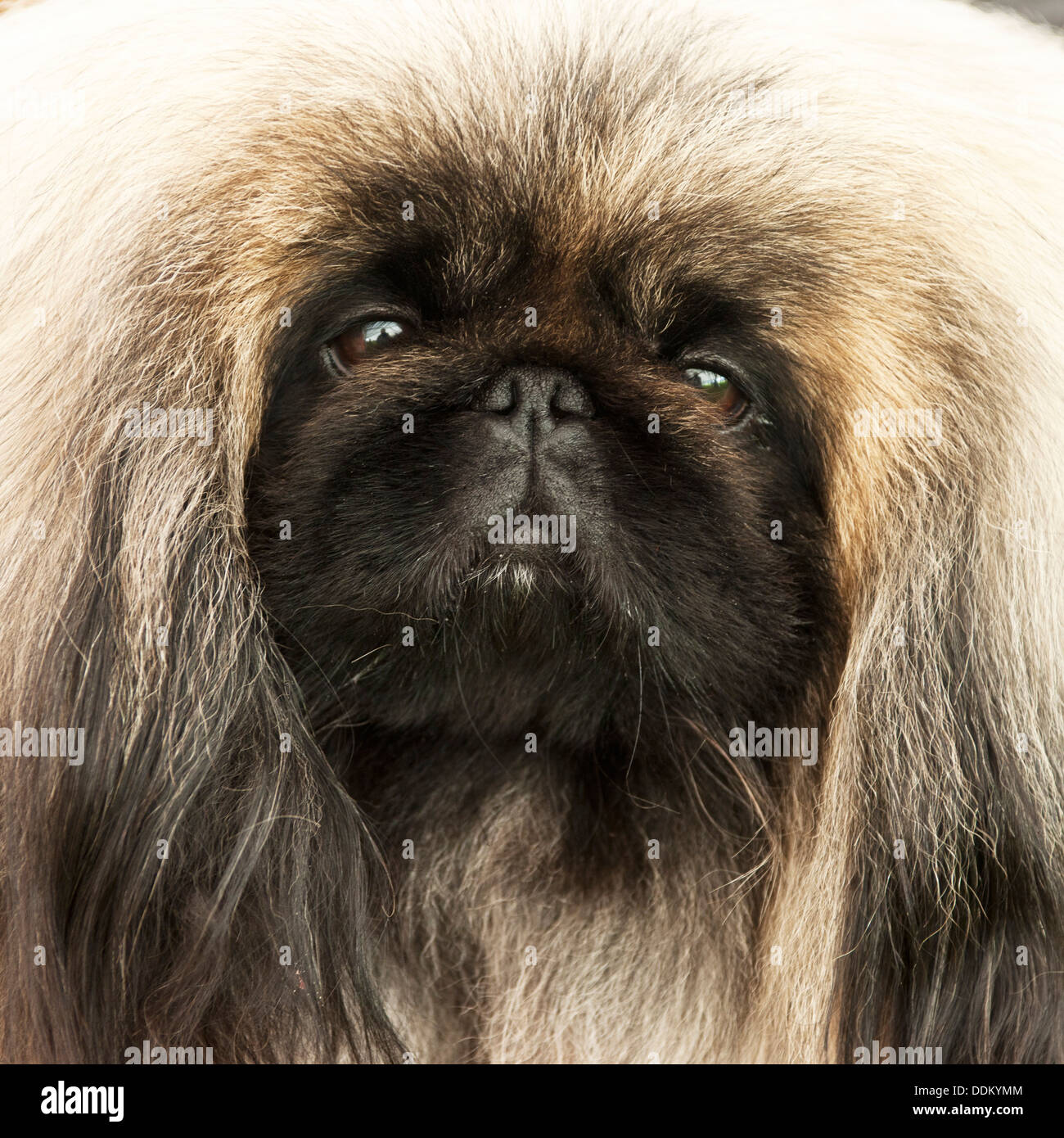 Pekingese china hi-res stock photography and images - Alamy