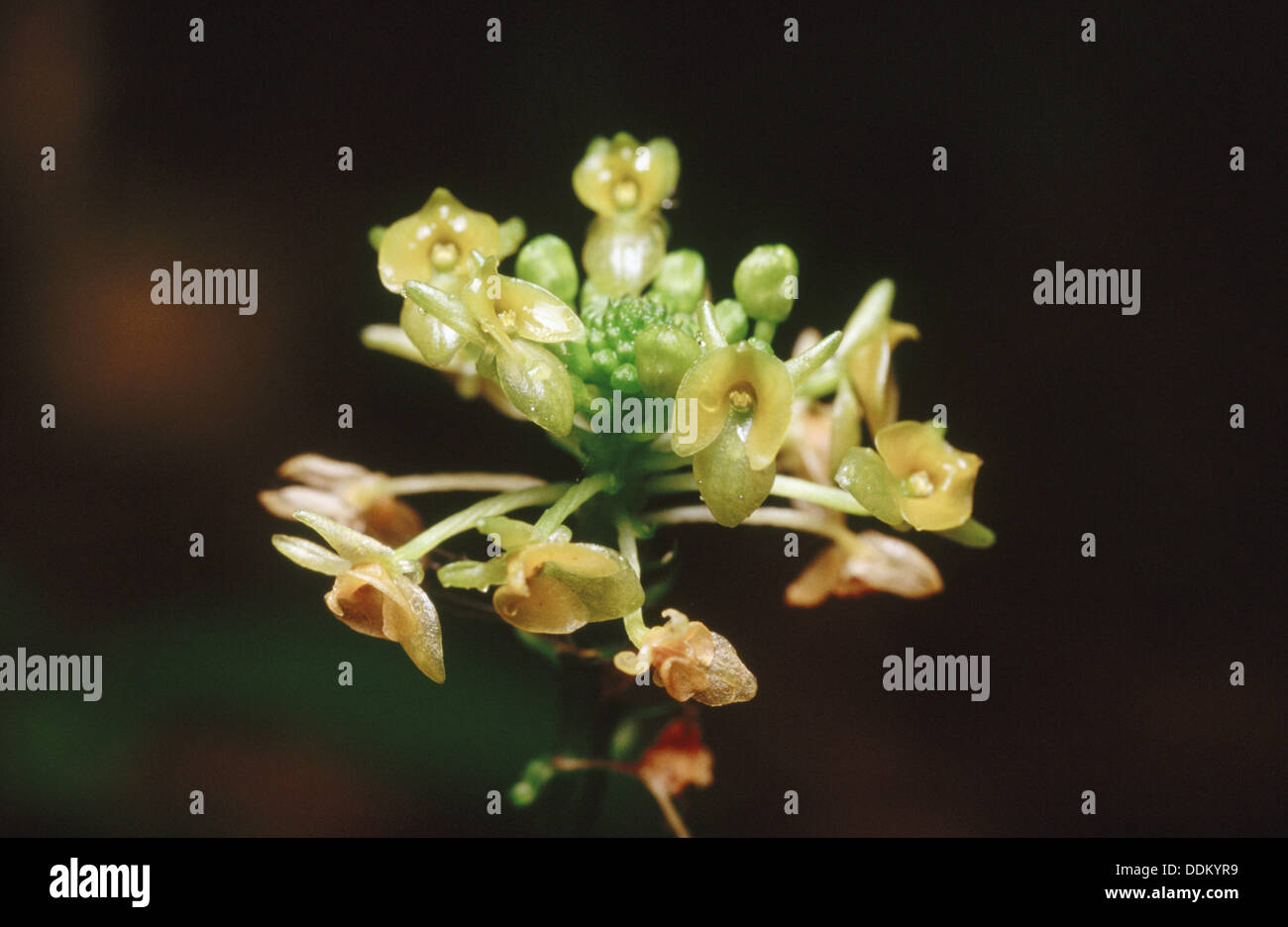 Malaxis hi-res stock photography and images - Alamy