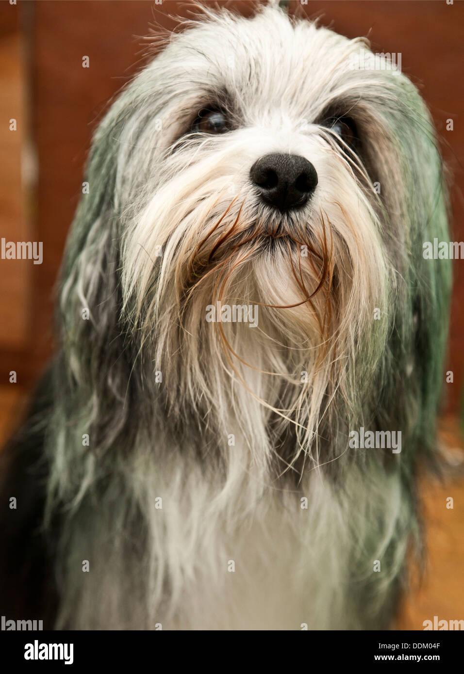 Havanese dog portrait Stock Photo - Alamy