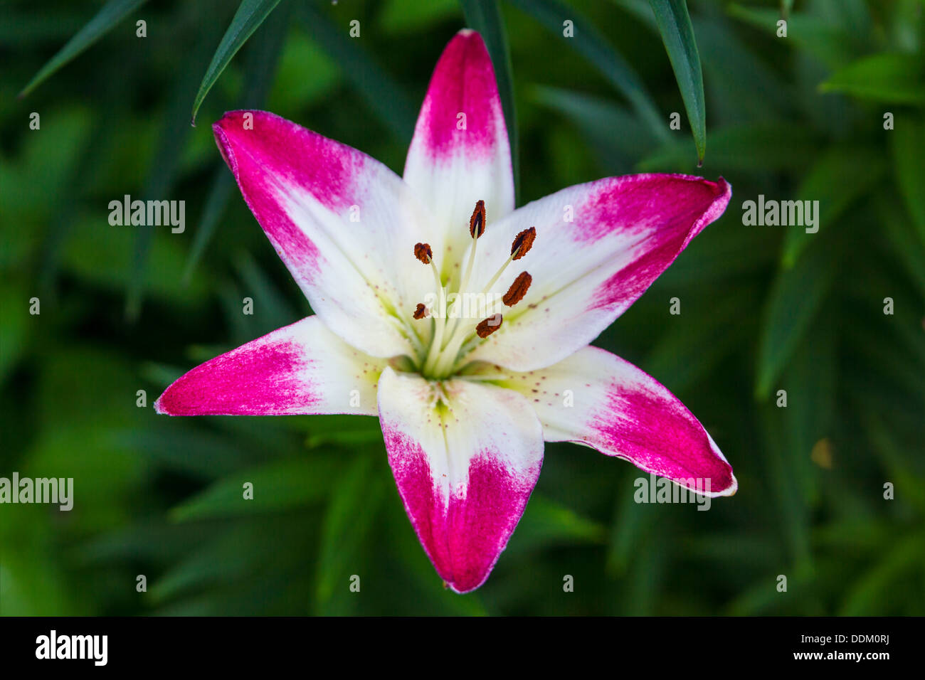 Perfect lily flower background Stock Photo - Alamy