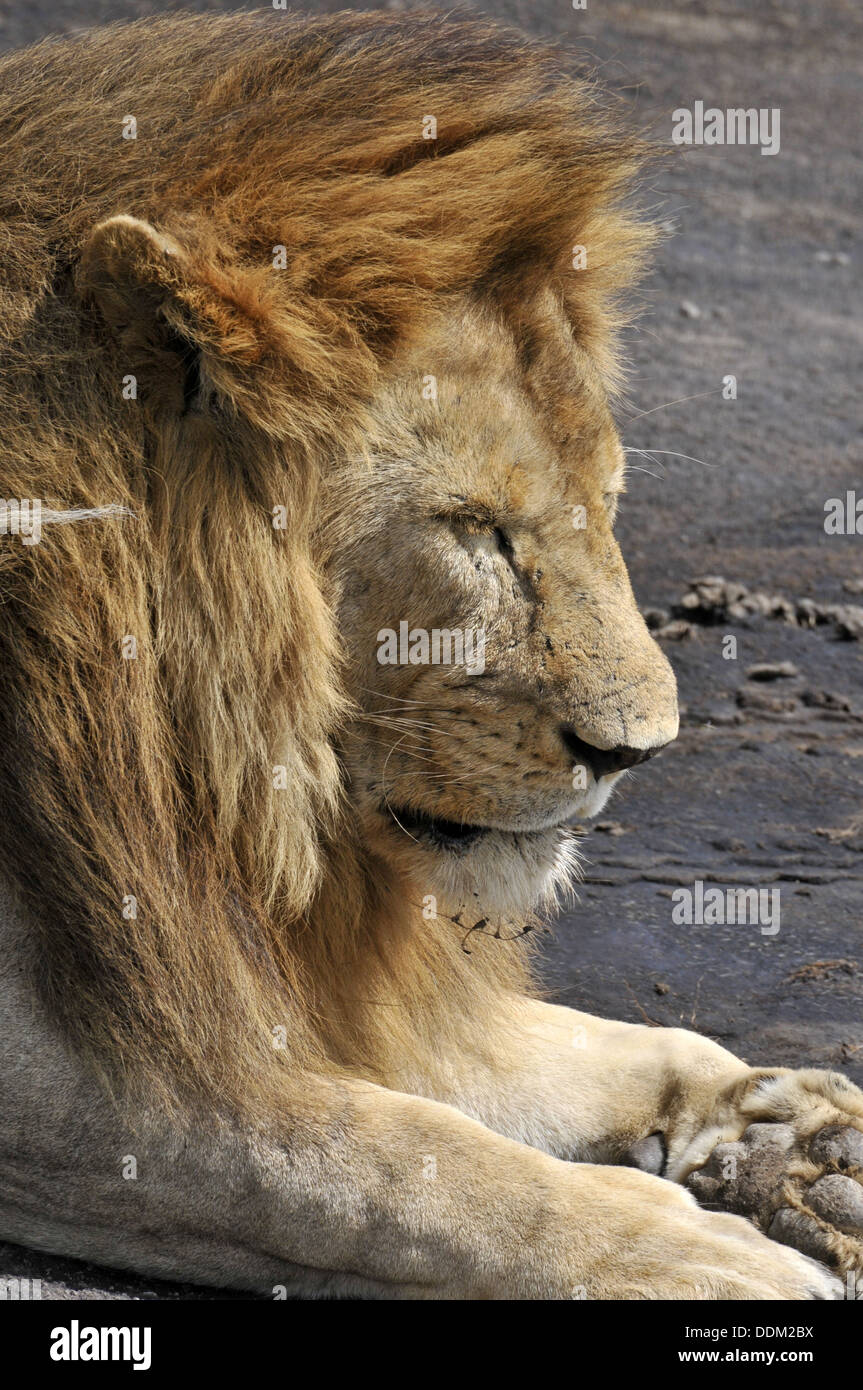 Alpha male lion hi-res stock photography and images - Alamy