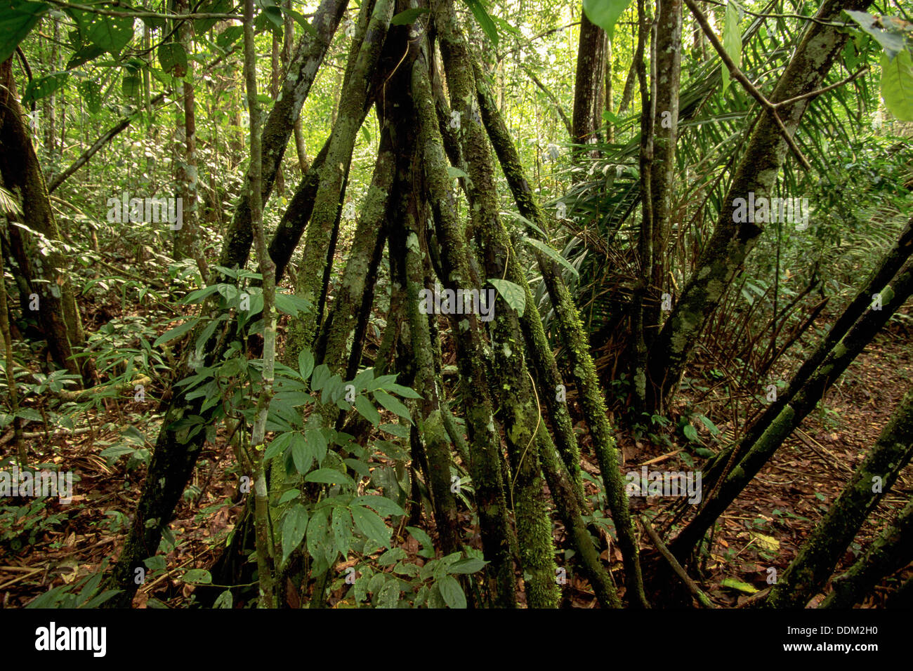 Socratea Exorrhiza High Resolution Stock Photography and Images - Alamy