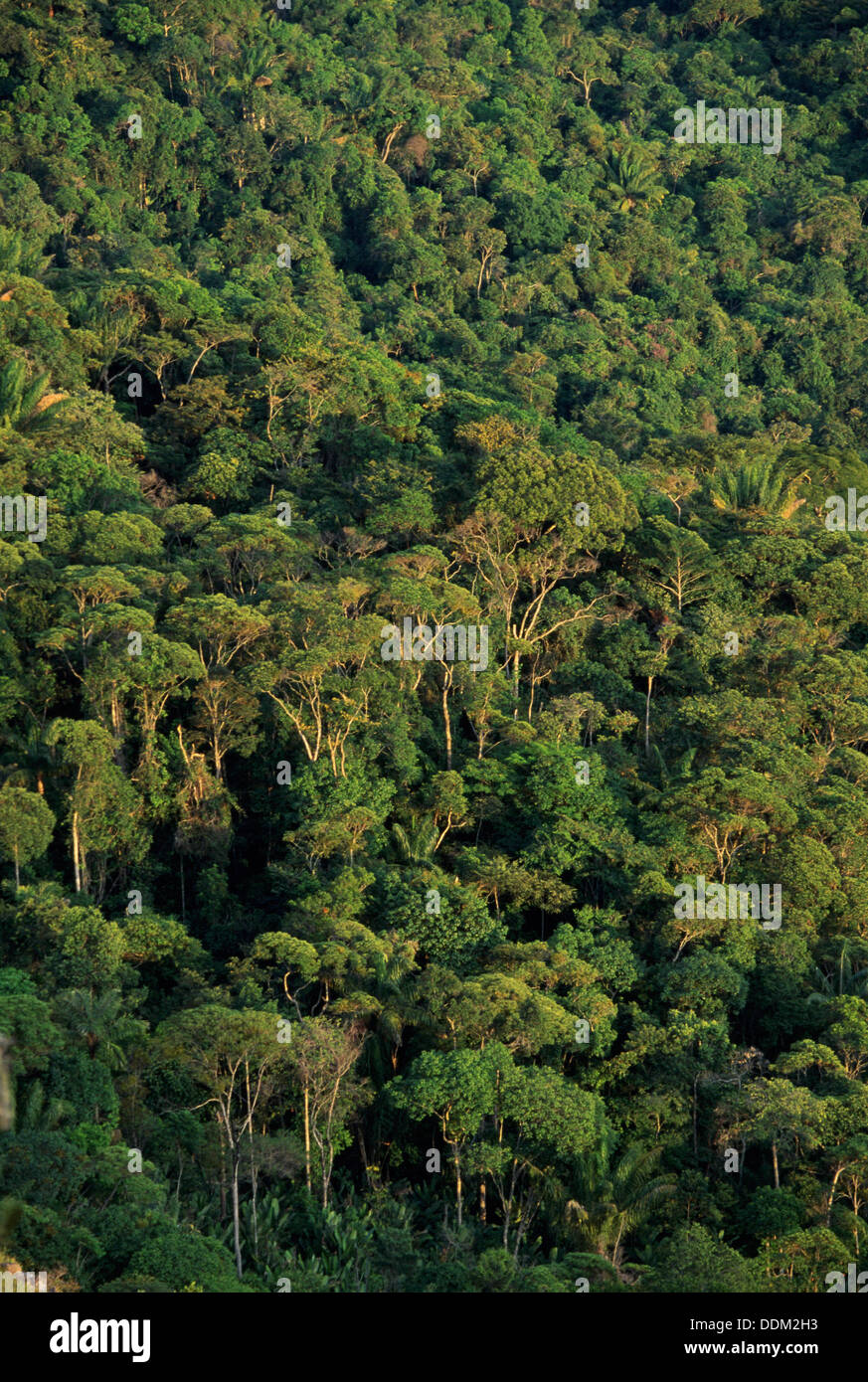 Amazon venezuela hi-res stock photography and images - Alamy