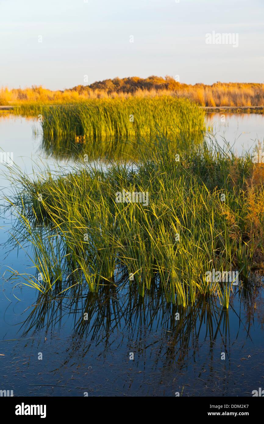 Azraq jordan nature reserve hi-res stock photography and images - Alamy