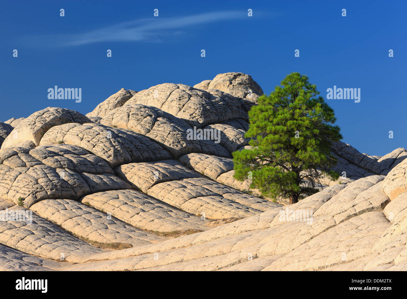 Lonesome tree at the White Pocket, Vermilion Cliffs National Monument ...