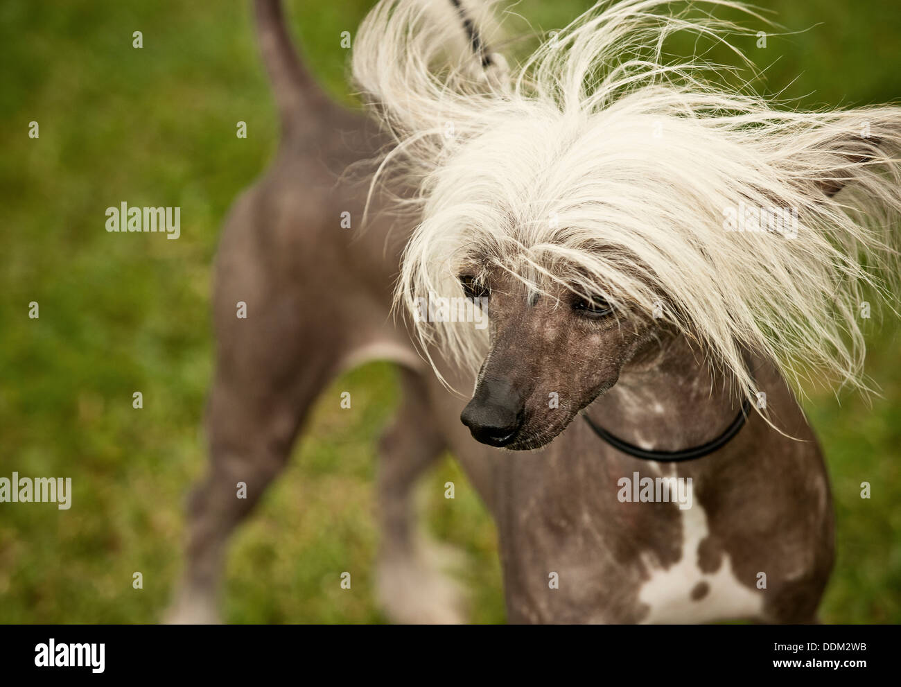 Chinese hound hi-res stock photography and images - Alamy