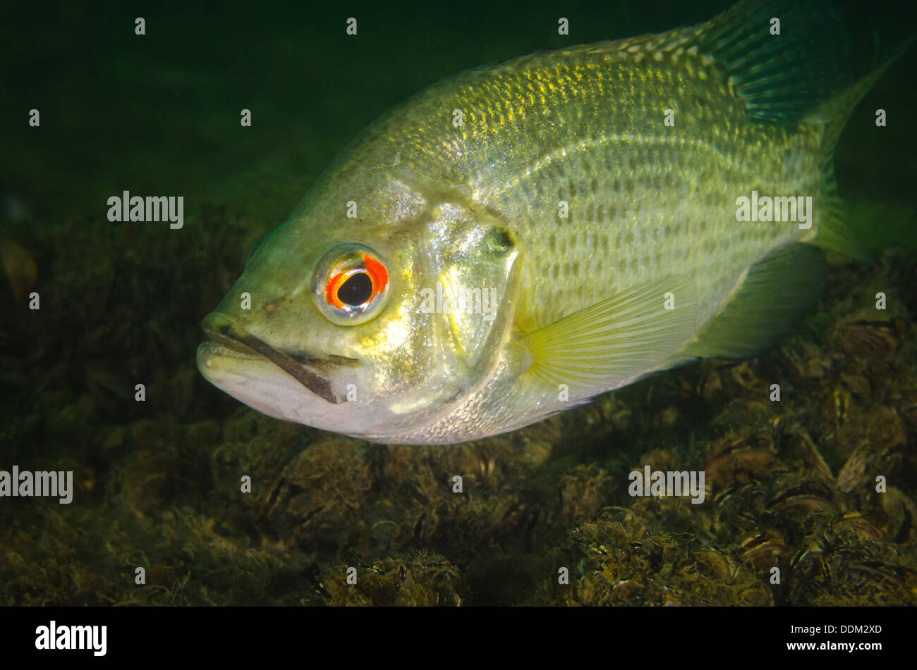 Rock Bass freshwater fish with zebra mussels in background Stock Photo ...