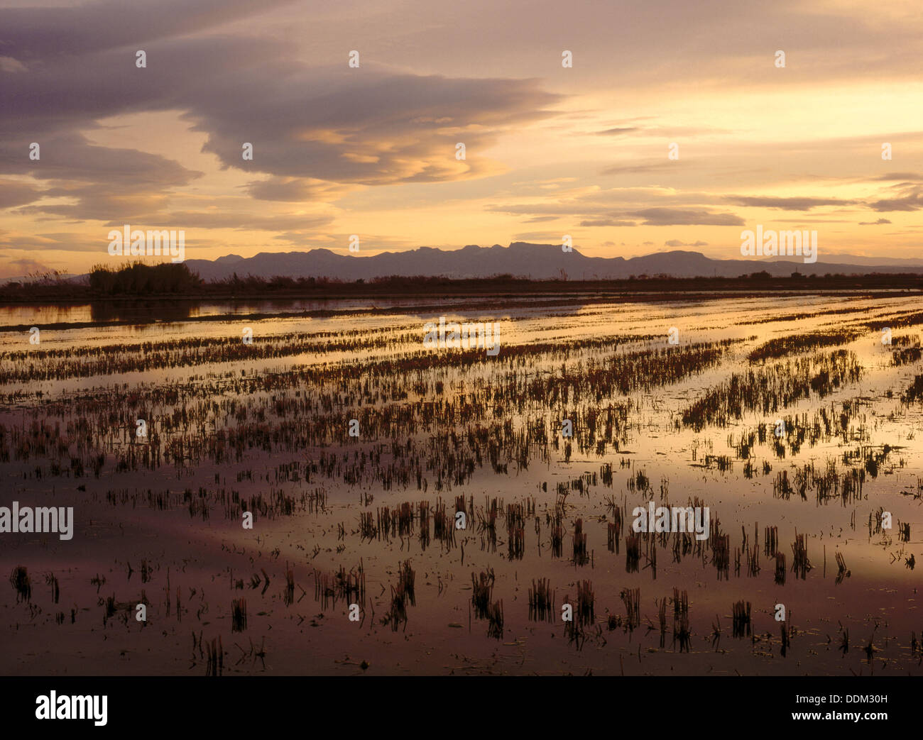 Rice field in La Albufera. Valencia province. Spain Stock Photo - Alamy