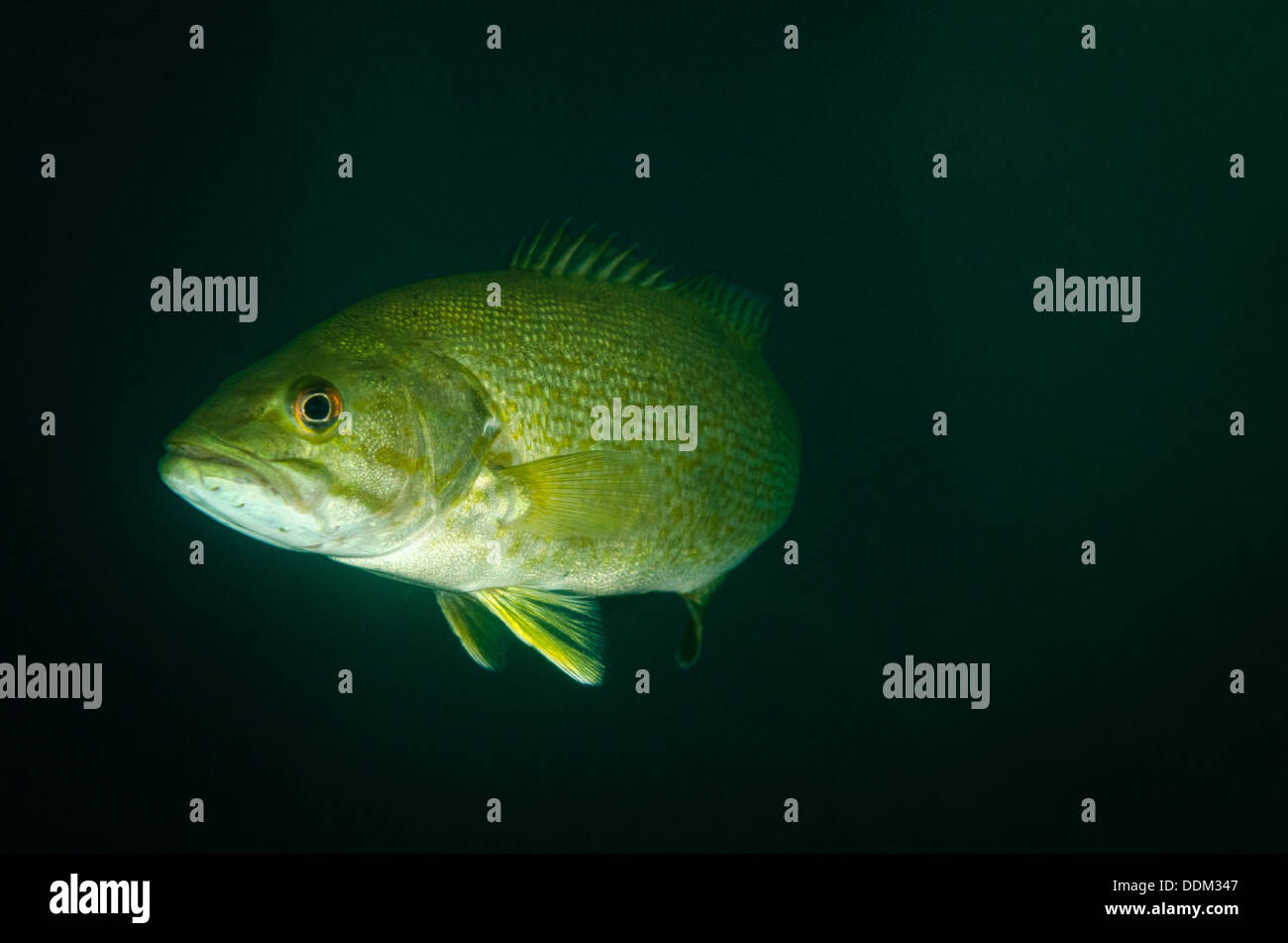 Small mouth Bass freshwater fish swimming underwater Stock Photo - Alamy