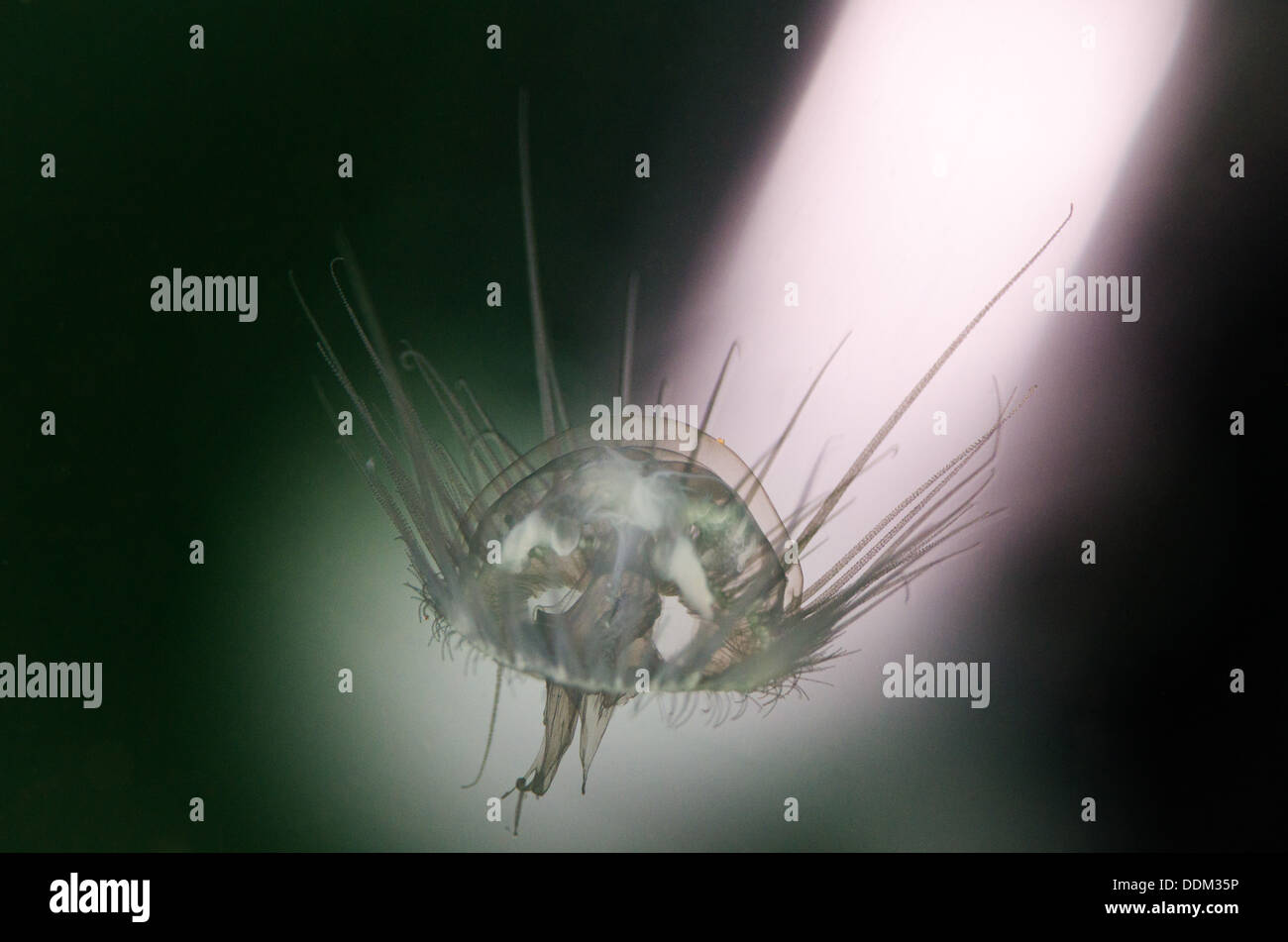 the jellyfish "Craspedacusta sowerby" is an invasive species which has ...