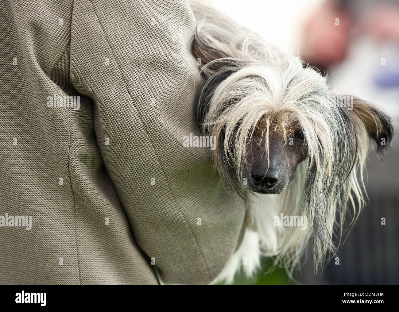Chinese hound dog hi-res stock photography and images - Alamy