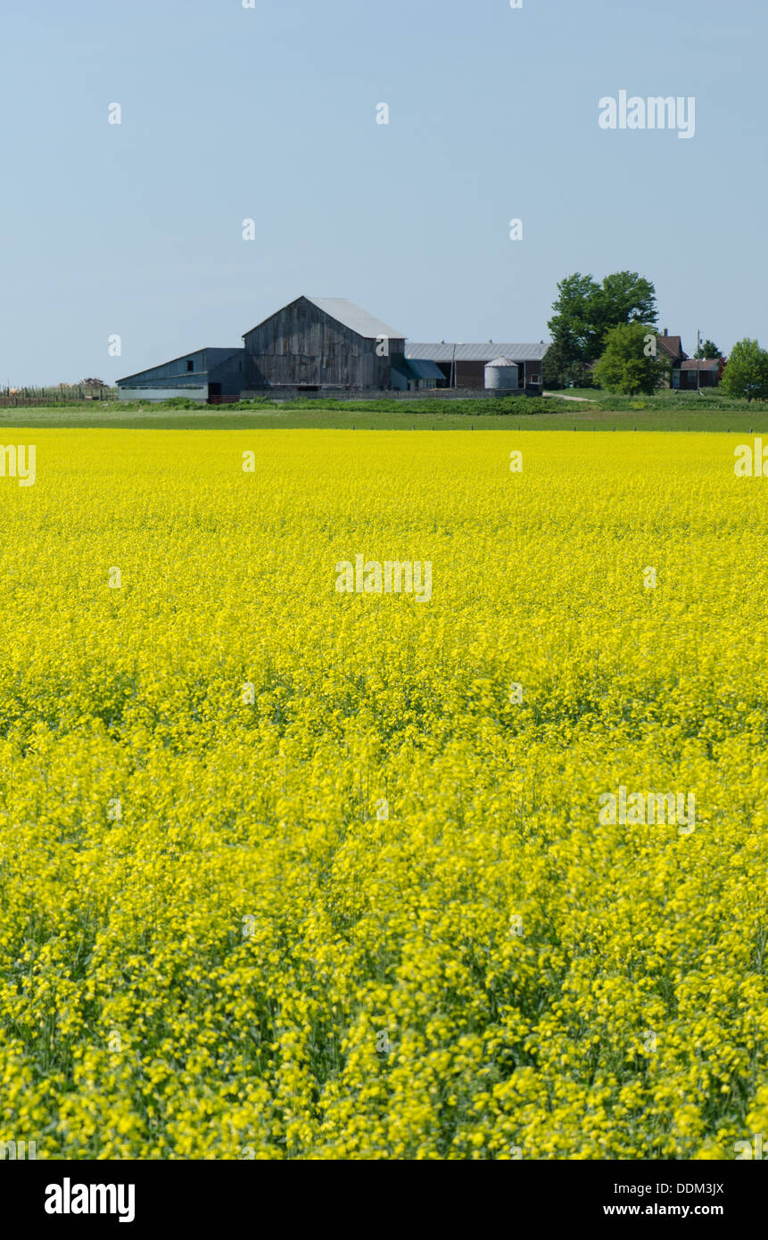 Farming Canola High Resolution Stock Photography and Images - Alamy