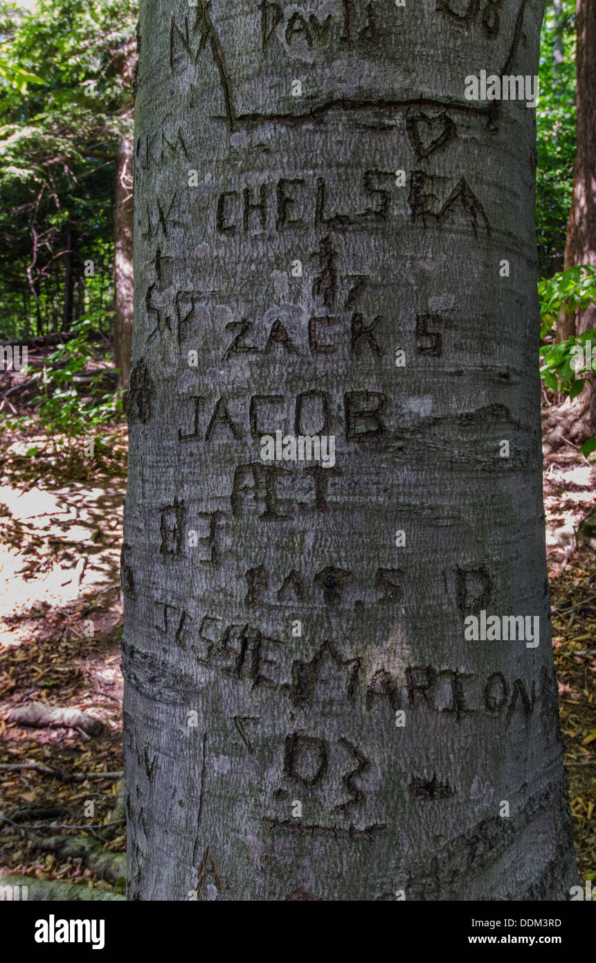 Carvings in tree trunks the tell stories Stock Photo - Alamy