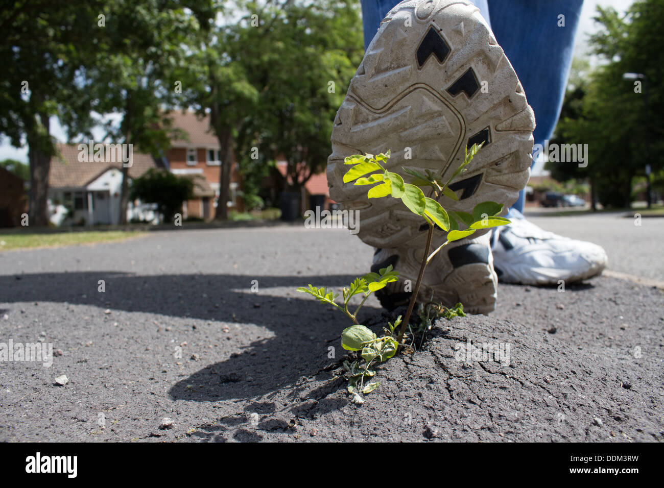 Stamping foot hi-res stock photography and images - Alamy
