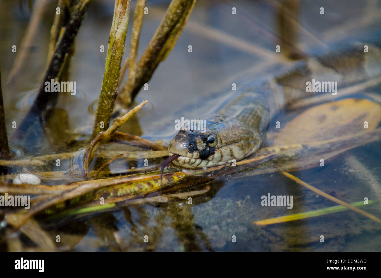 a Northern Water snake searches the shallows of a small pond for prey ...