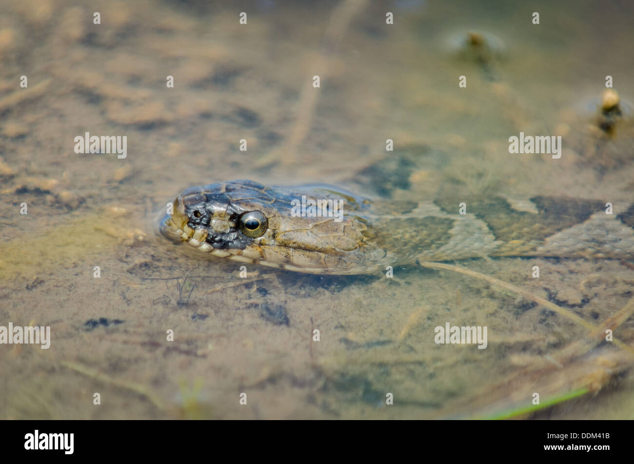 a Northern Water snake searches the shallows of a small pond for prey ...