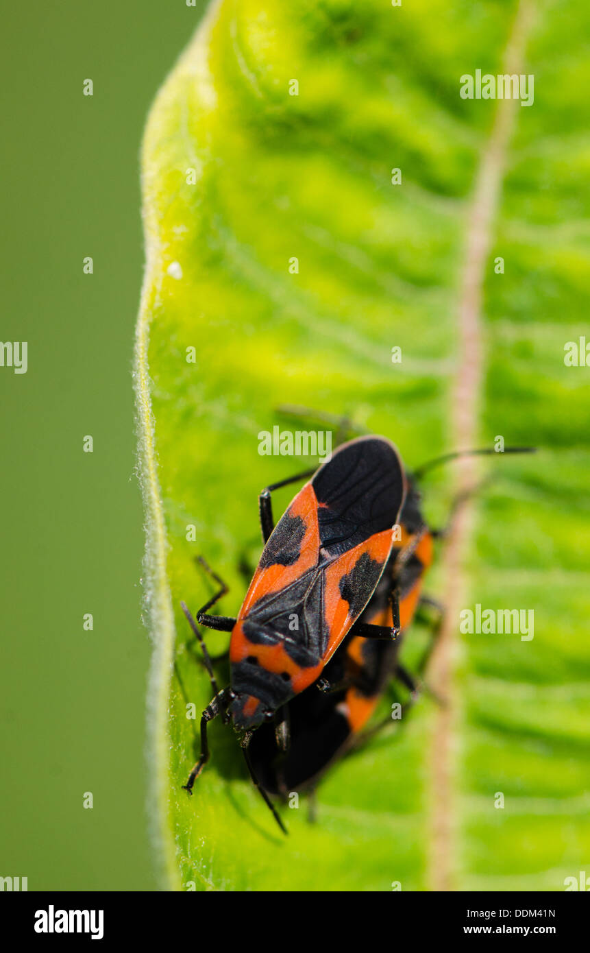 Two small Eastern milkweed bugs on a leaf Stock Photo - Alamy