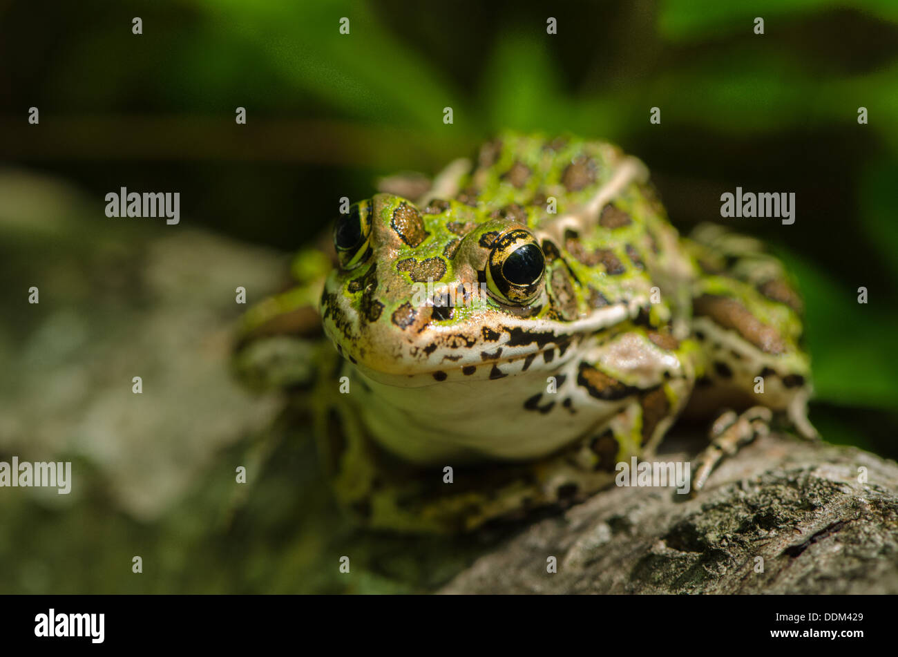 Leopard frog hi-res stock photography and images - Alamy