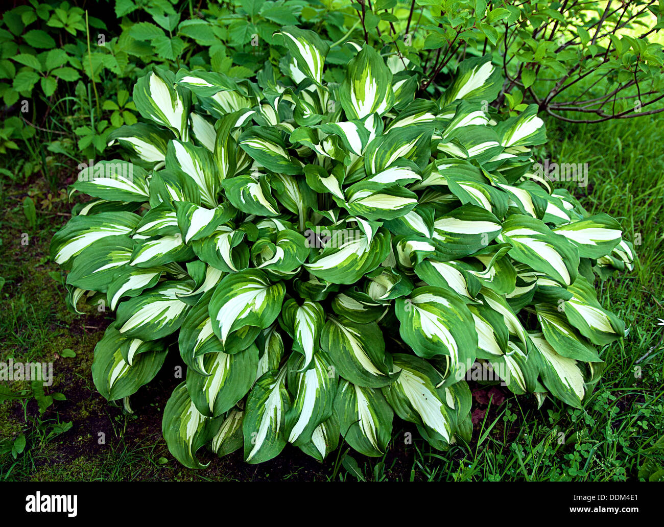 hosta with green and white leaves Stock Photo - Alamy