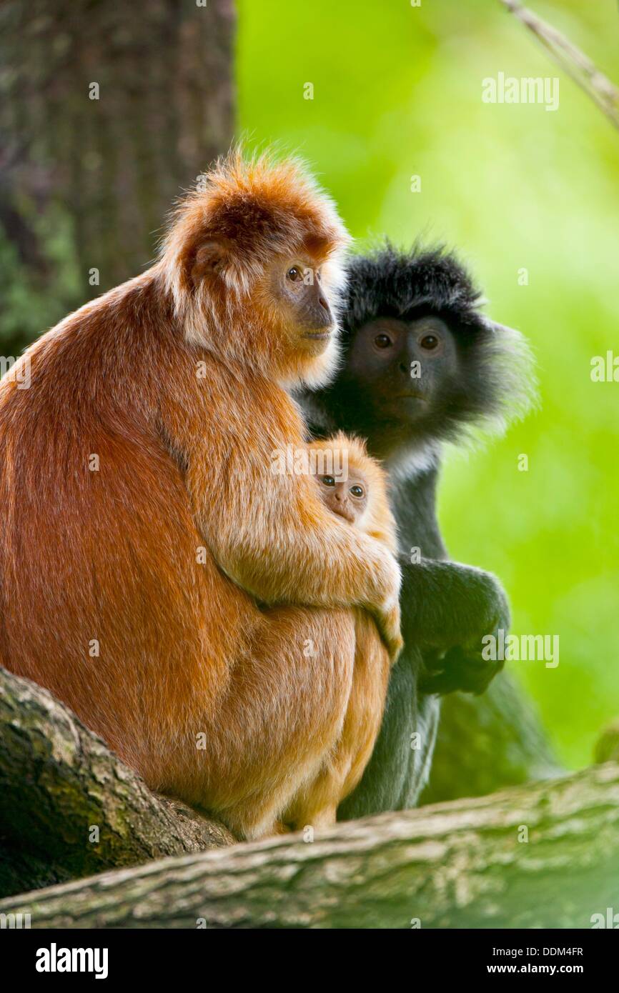 Presbytis comata hi-res stock photography and images - Alamy