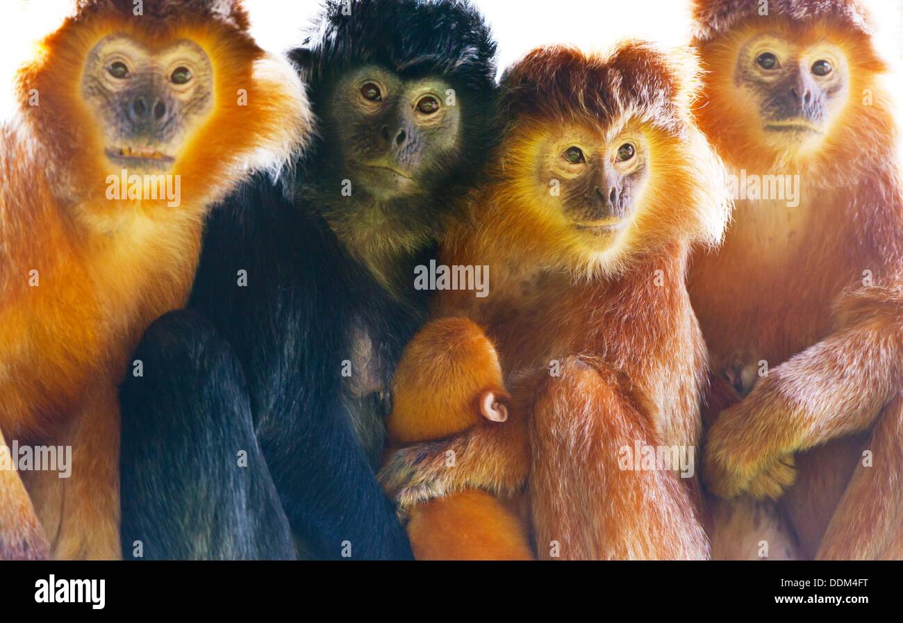 Presbytis comata hi-res stock photography and images - Alamy