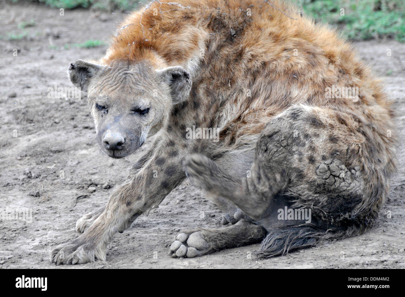 Dirty Hyena High Resolution Stock Photography and Images - Alamy