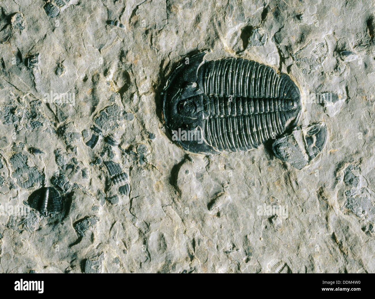 Cambrian period hi-res stock photography and images - Alamy