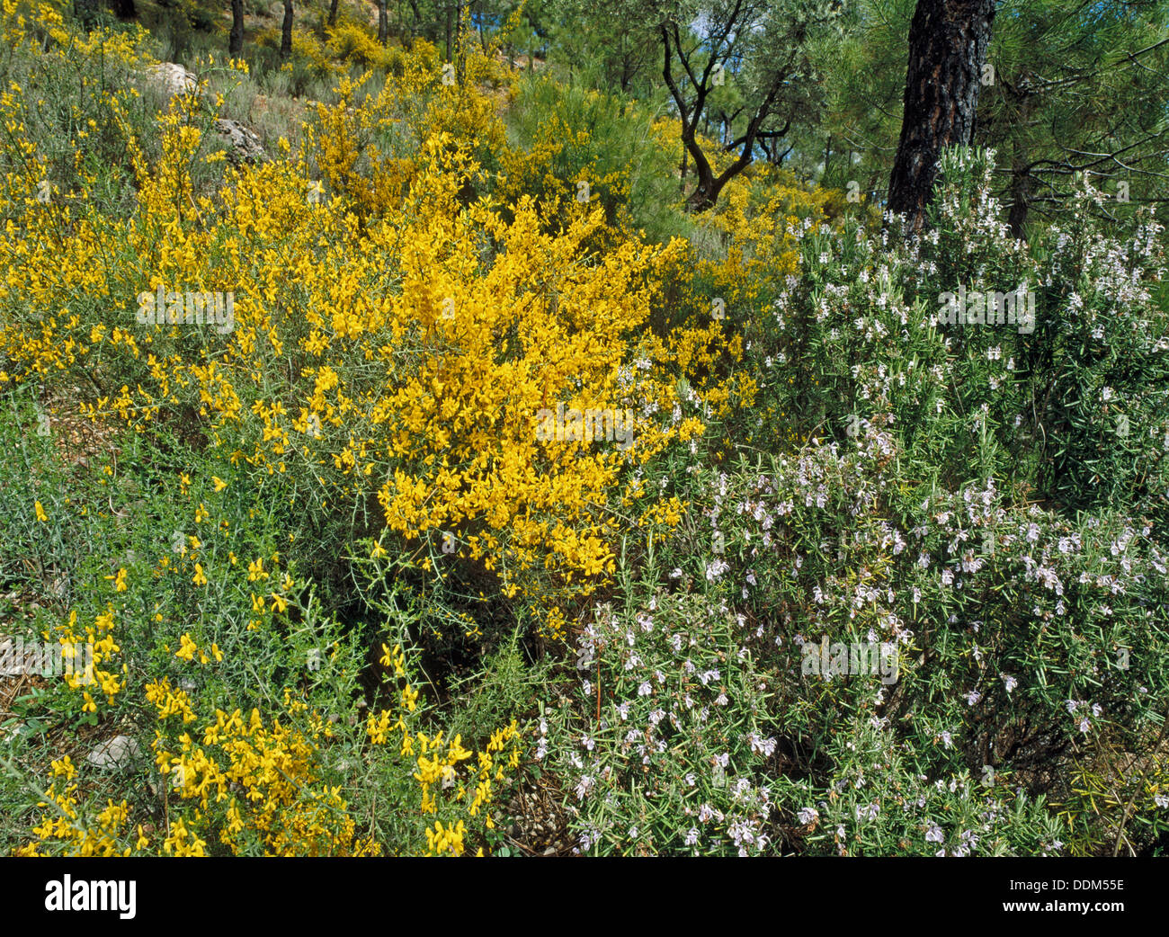 Mountain gorse rosemary spain hi-res stock photography and images - Alamy