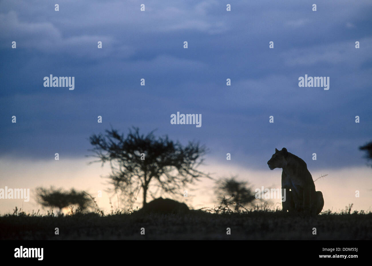 Lion menace hi-res stock photography and images - Alamy