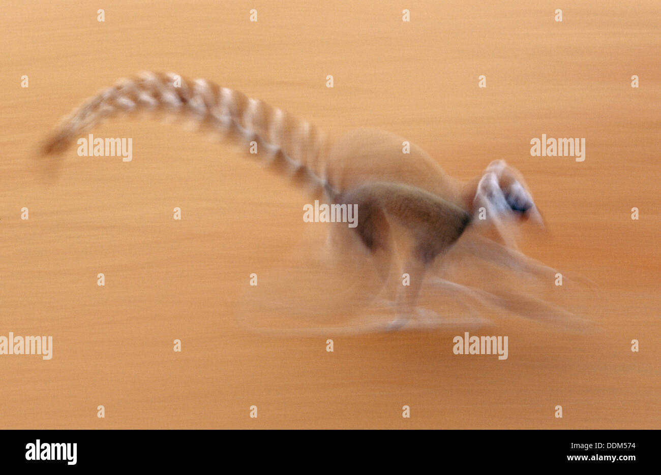 Lemur walk hi-res stock photography and images - Alamy