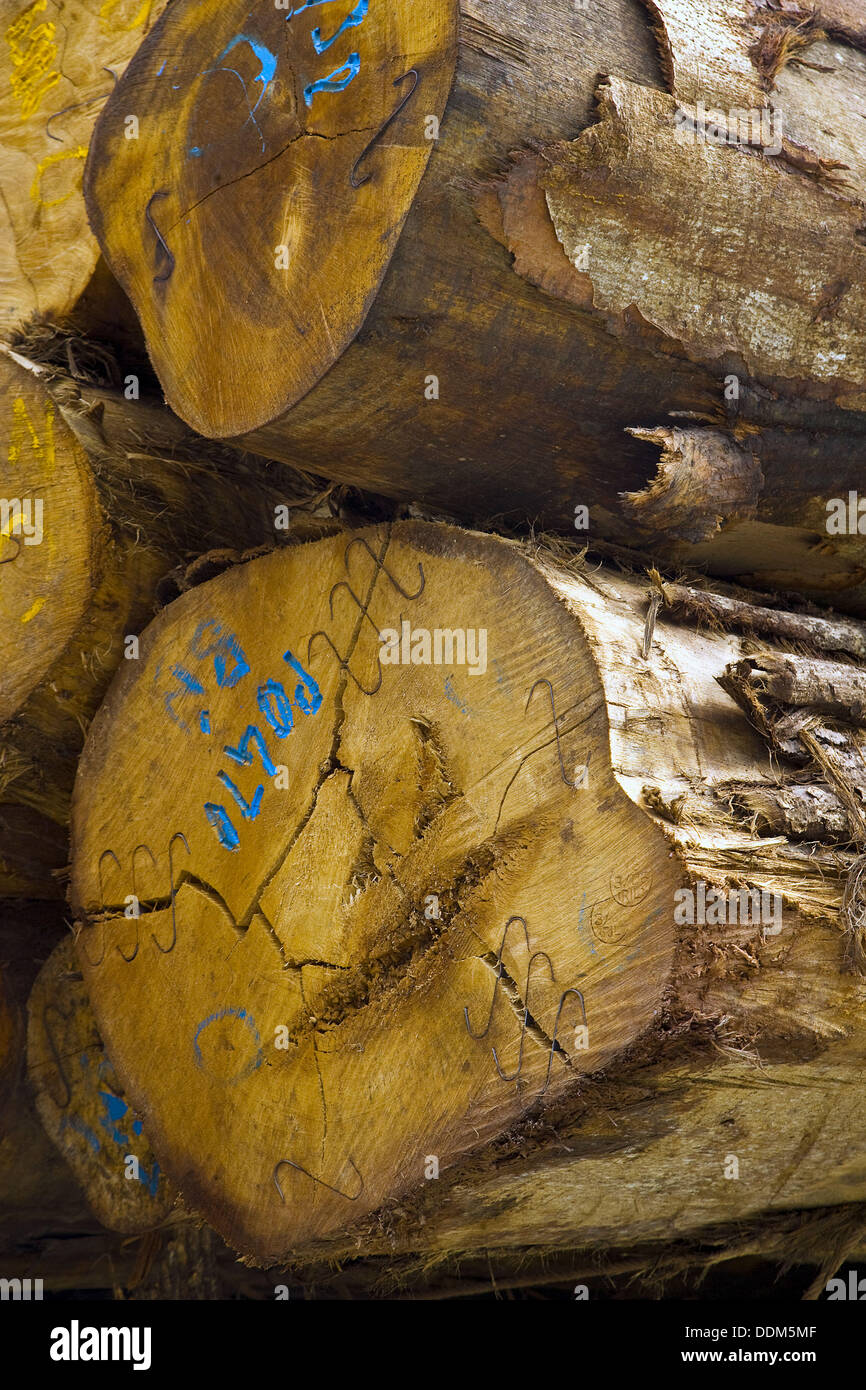 Logging deforestation borneo malaysia hi-res stock photography and ...