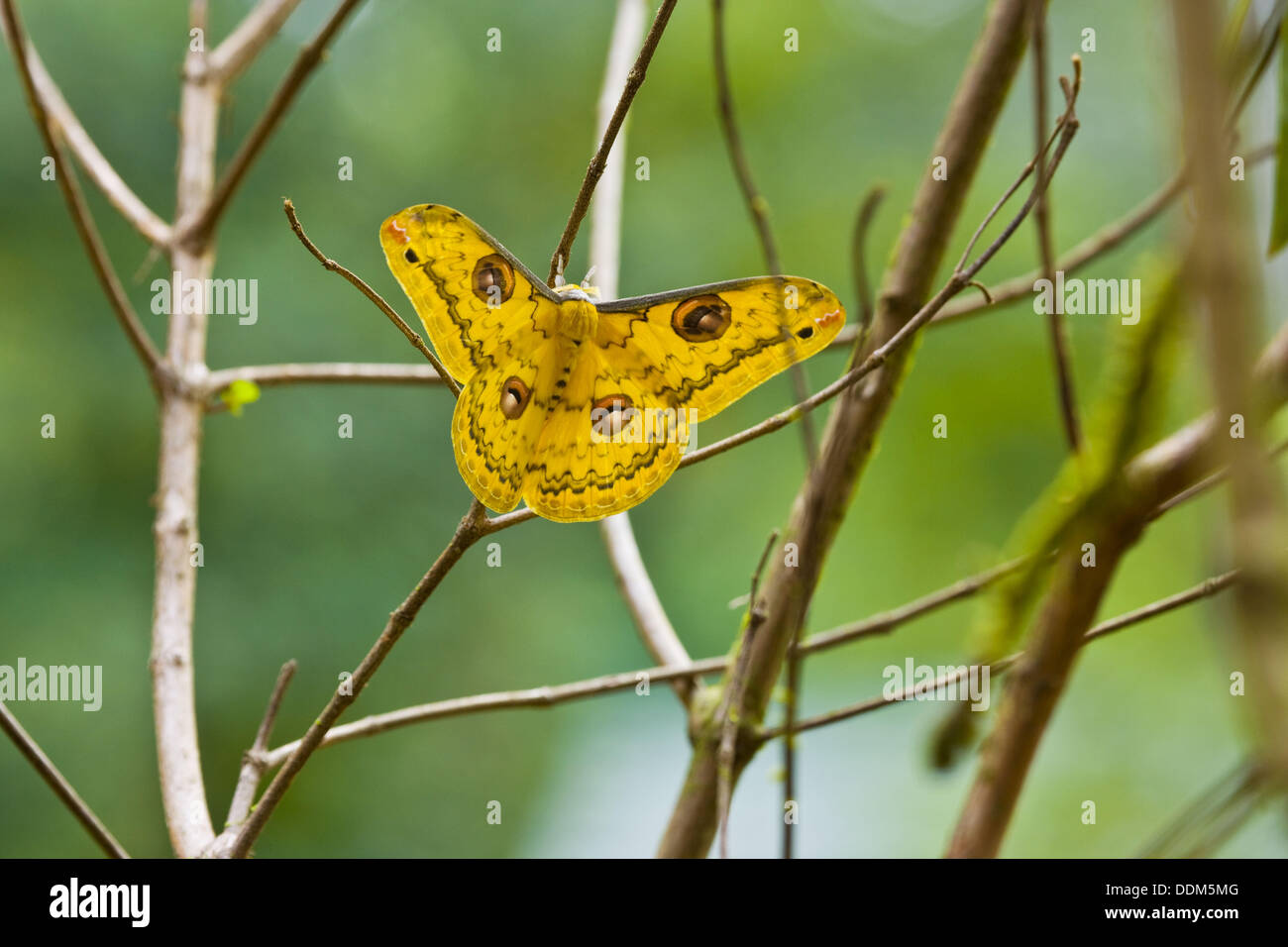 Butterfly, Danum Valley Conservation Area. Sabah, Borneo, Malaysia ...