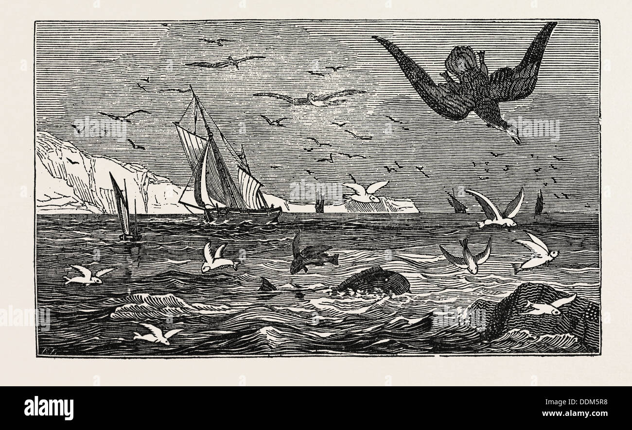 Pursuing hi-res stock photography and images - Alamy