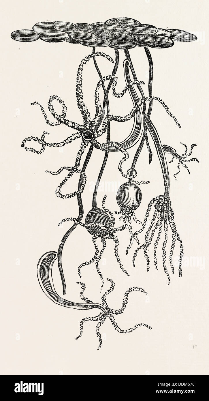 MAGNIFIED VIEW OF THE FRESHWATER POLYPE Stock Photo - Alamy