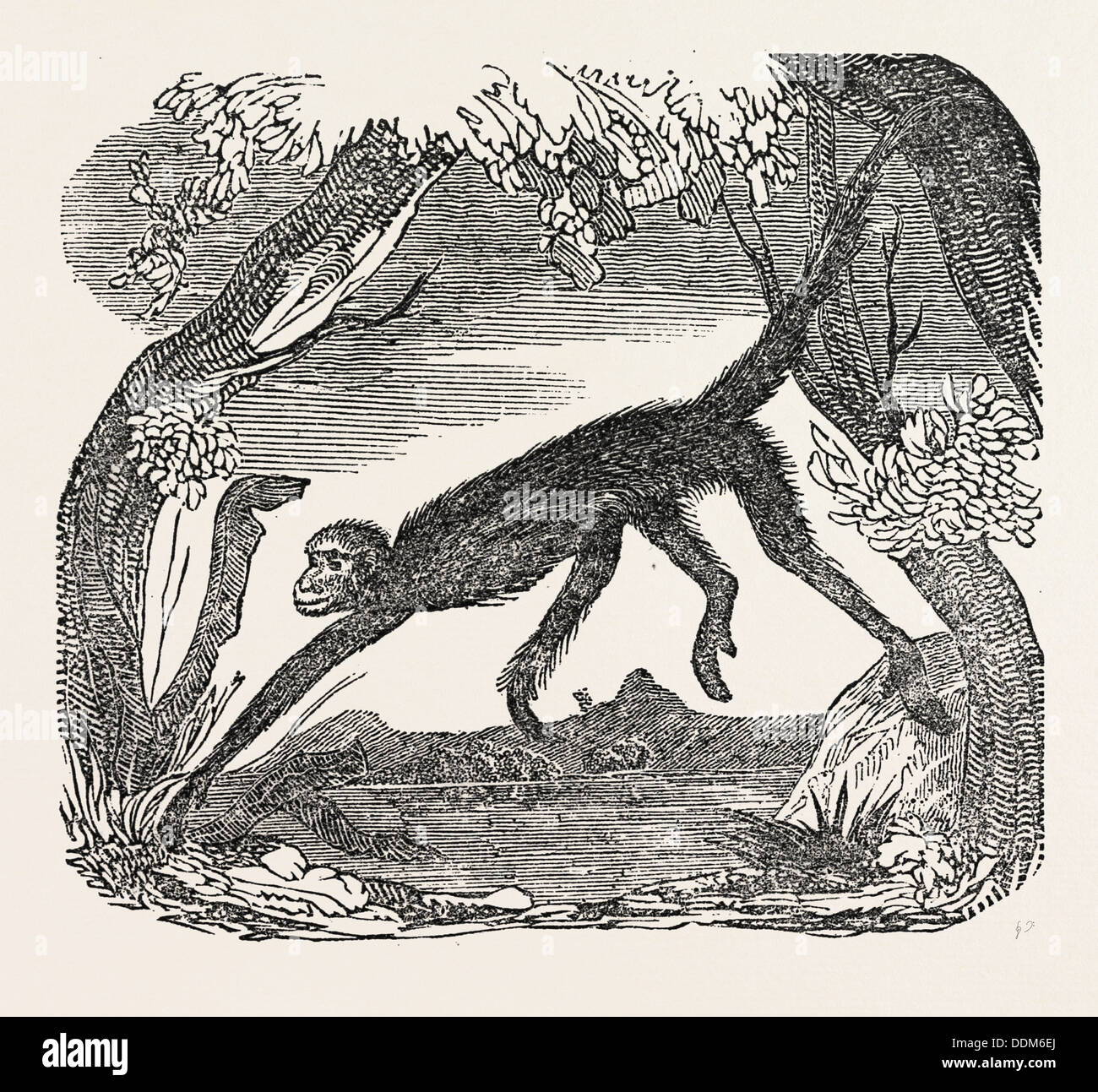 THE SPIDER MONKEY Stock Photo - Alamy