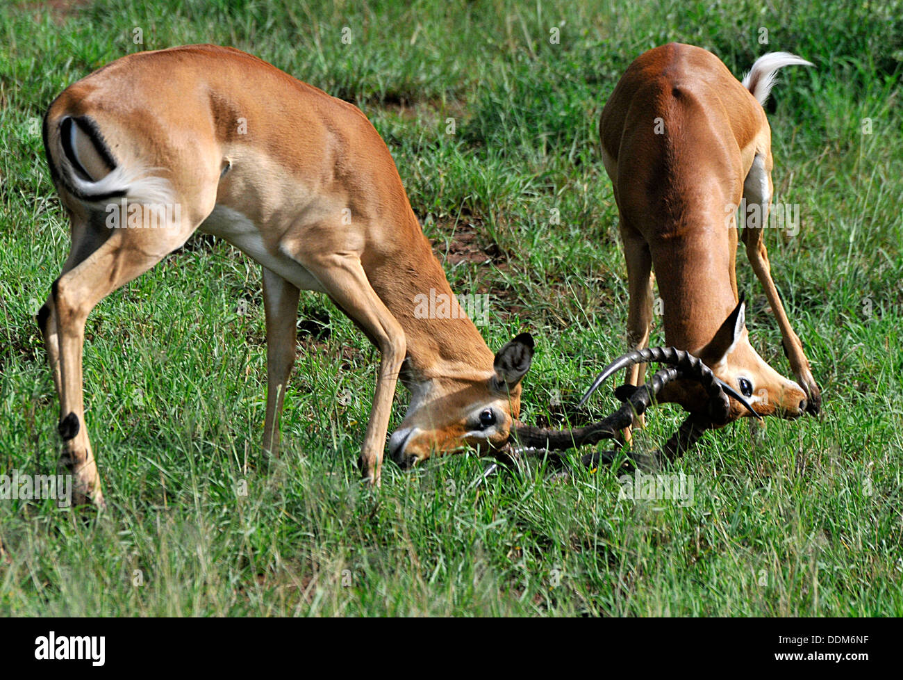 Impala Antelope Tanzania Collection Stock Photo - Alamy