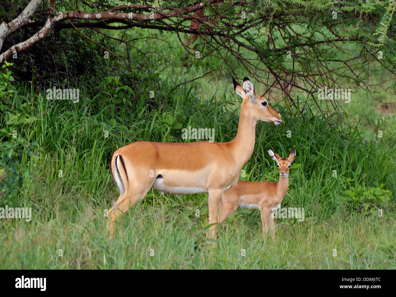 Impala antelope, mother and baby Tanzania Collection Stock Photo - Alamy