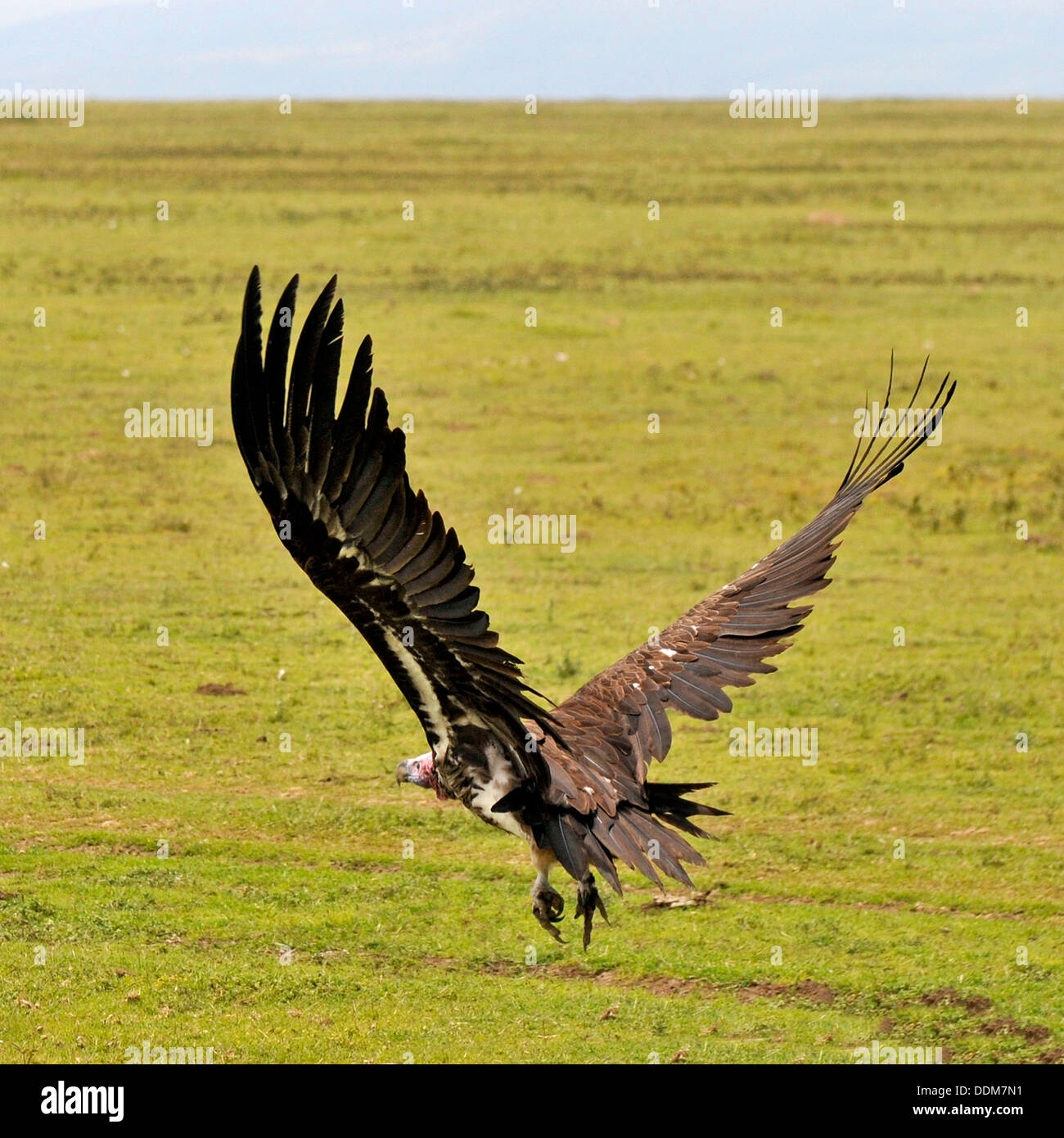 Vulcher landing. Tanzania Collection Stock Photo - Alamy