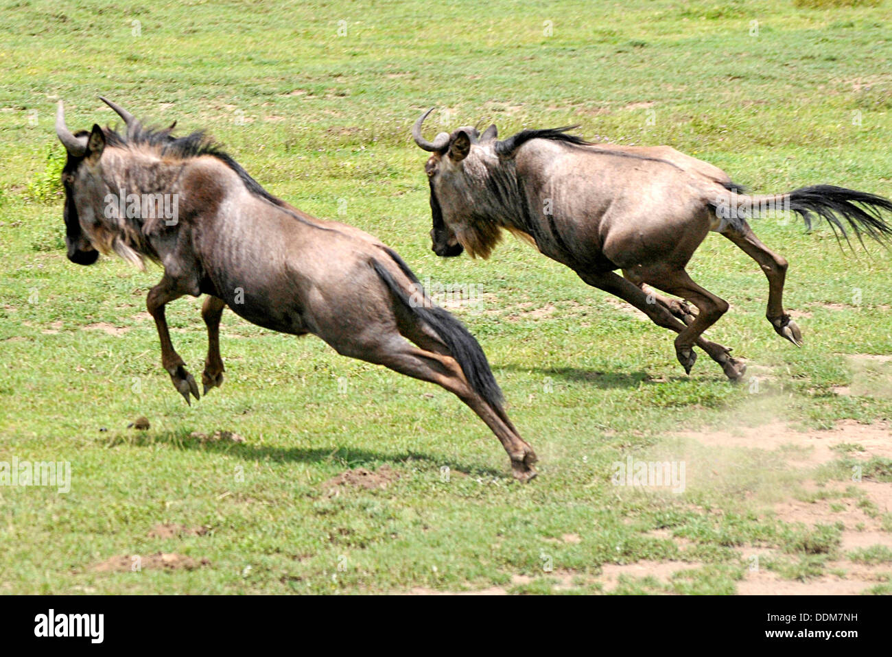 Stampeding hi-res stock photography and images - Alamy